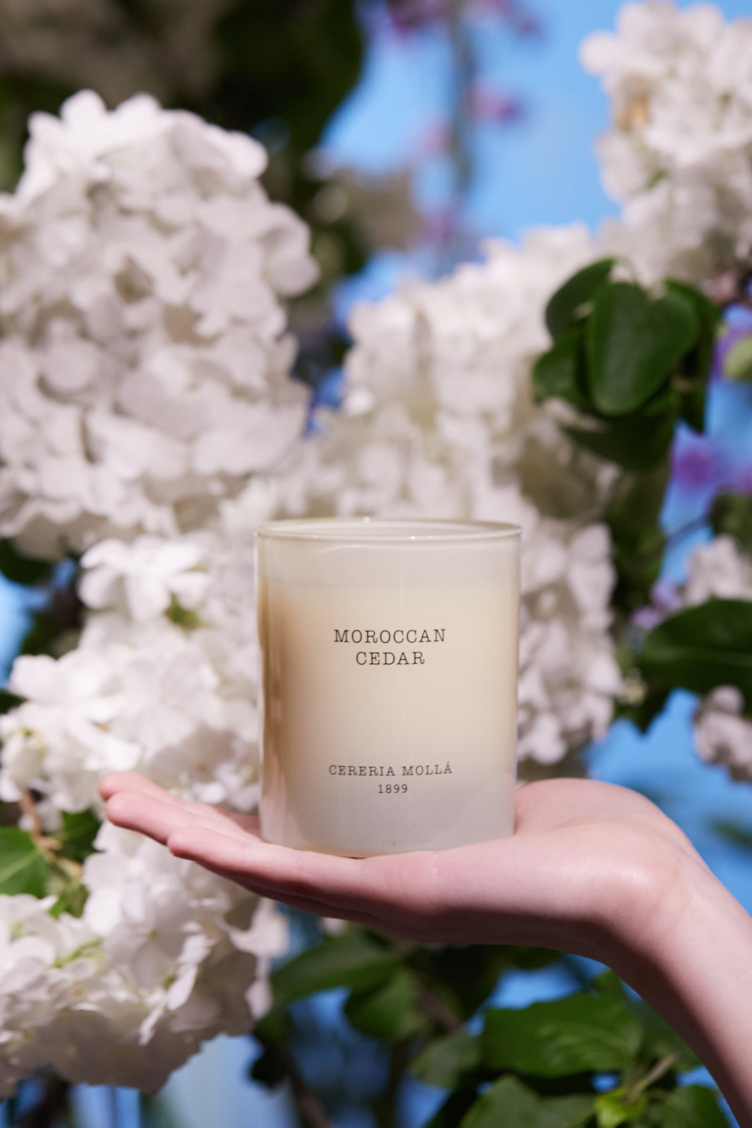 Cereria Molla 1899 – THE SCENT PARLOR
